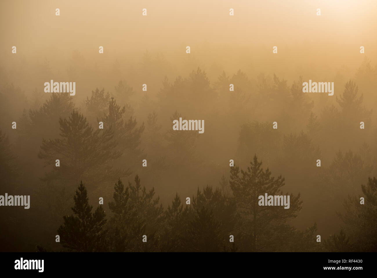 sun rising in mist covered forest. sun rays in fog with low visibility ...