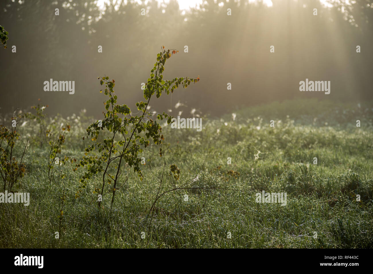 sun rising in mist covered forest. sun rays in fog with low visibility ...