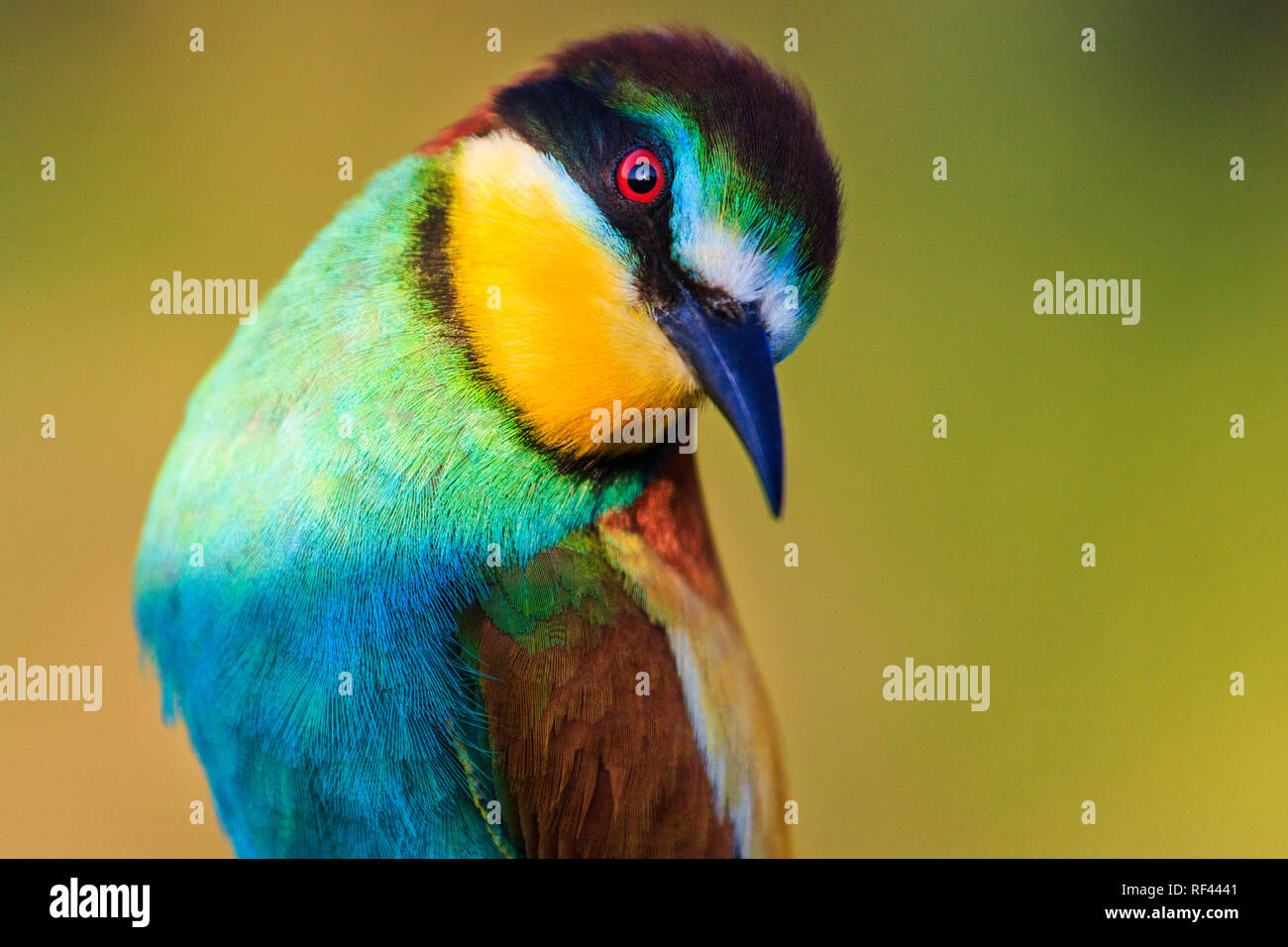 surprised look of a beautiful colored bird Stock Photo - Alamy