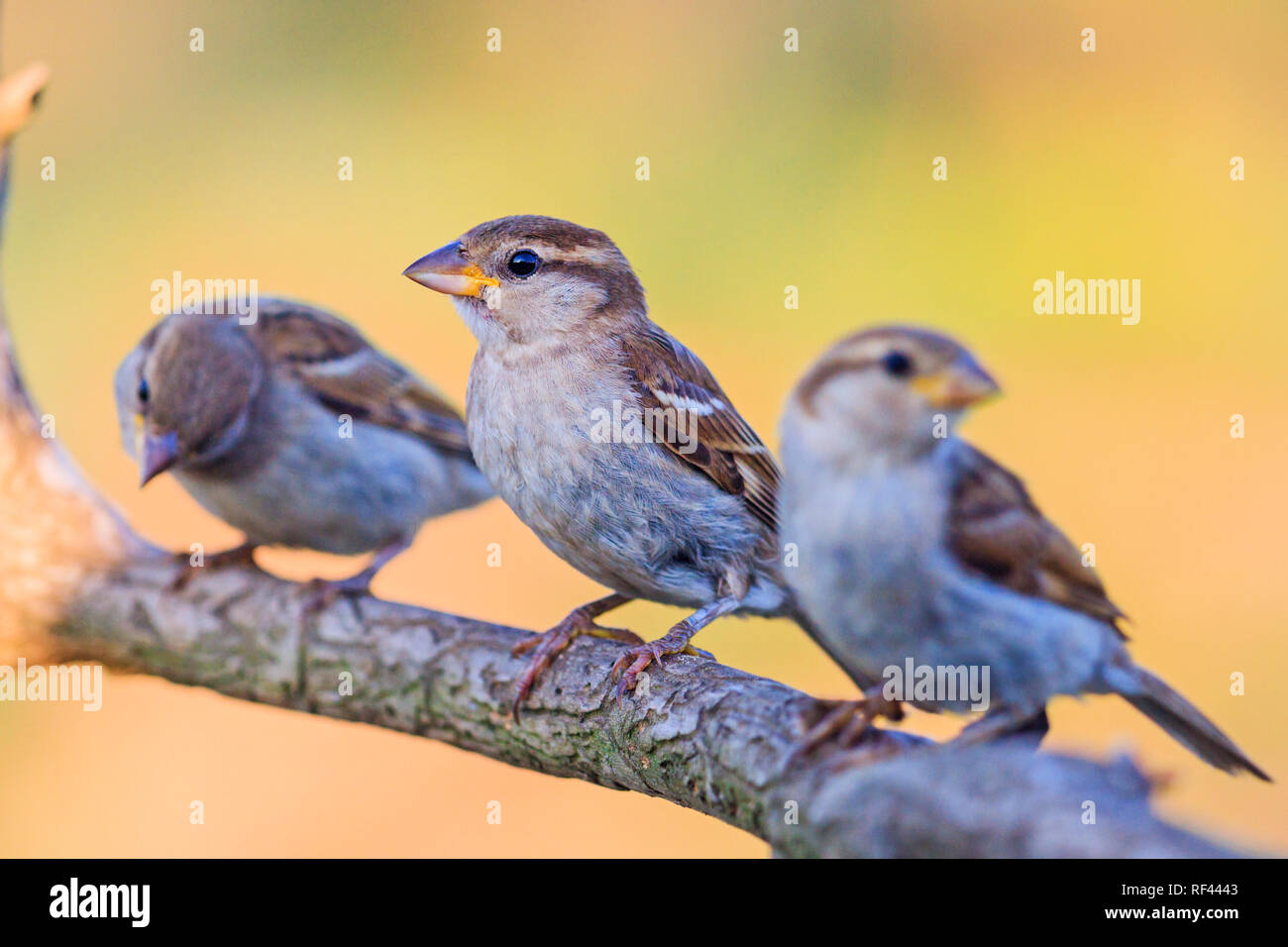 three sparrows sit on a beautiful branch Stock Photo - Alamy