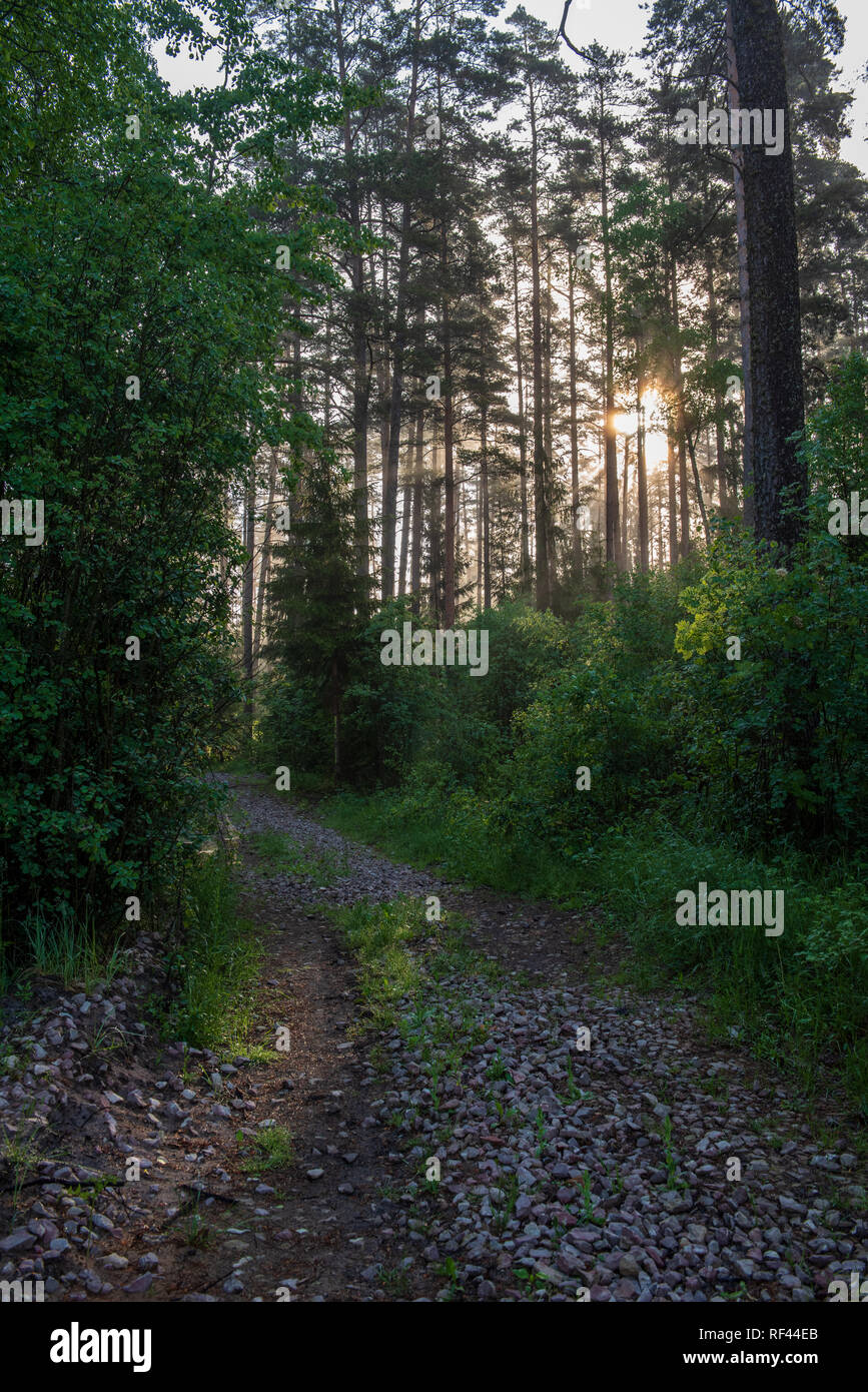 natural sun light rays shining through tree branches in summer morning ...