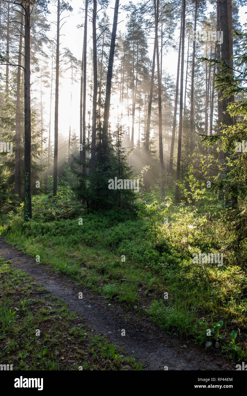 natural sun light rays shining through tree branches in summer morning ...