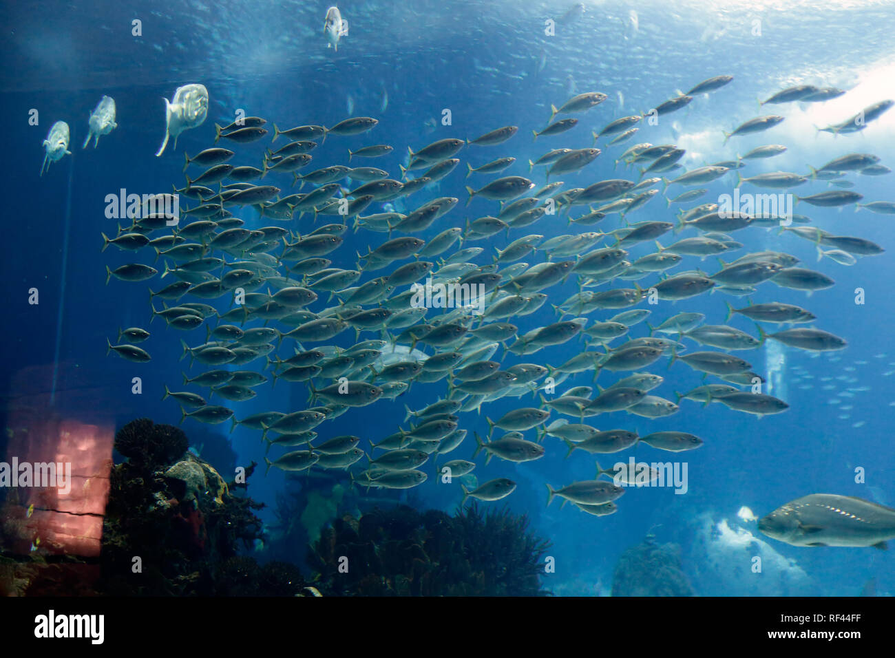 Lisbon, Portugal - March 3, 2014: Lisbon Oceanarium main tank, seeing ...