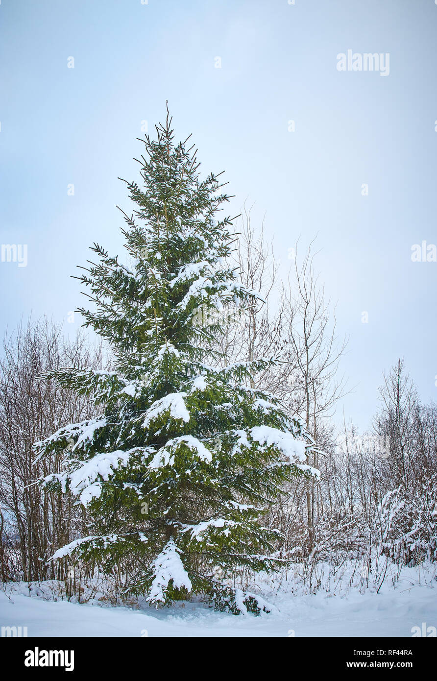 Pine forest in winter with lots of snow hi-res stock photography and ...