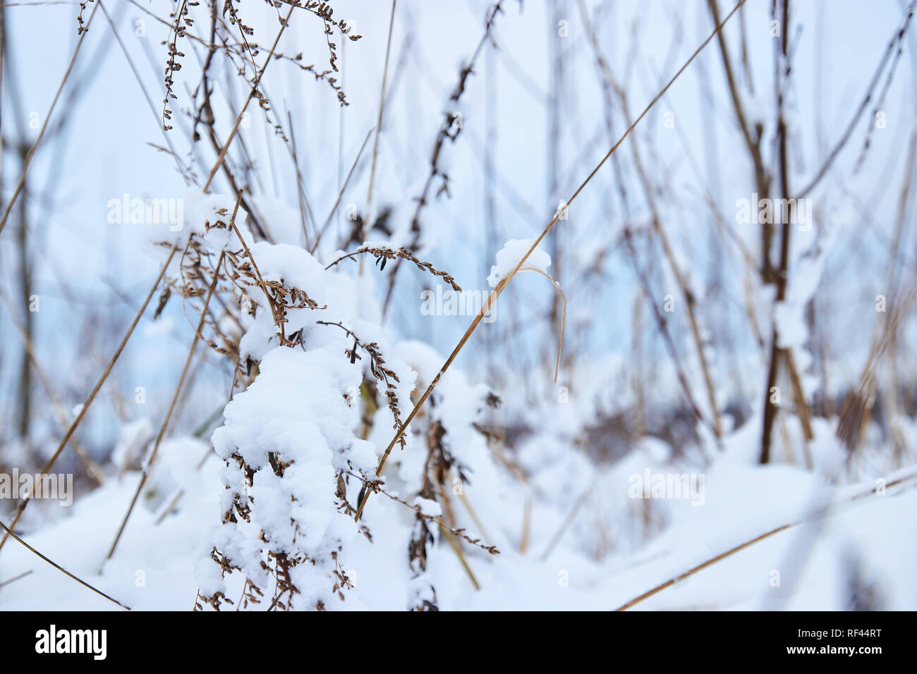 Pine forest in winter with lots of snow hi-res stock photography and ...