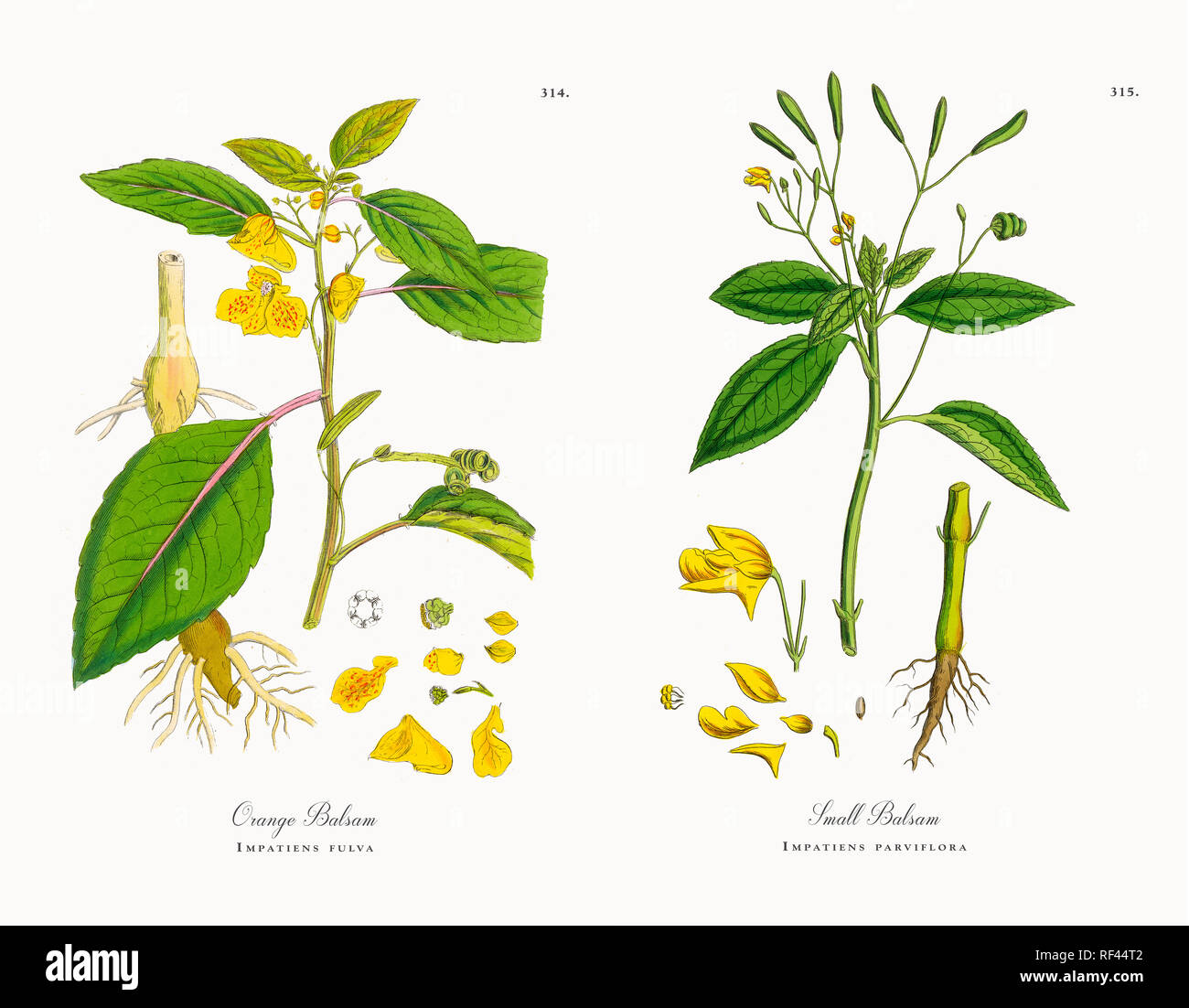 Antique Hand-Colored English Victorian Botanical Illustration, Circa ...