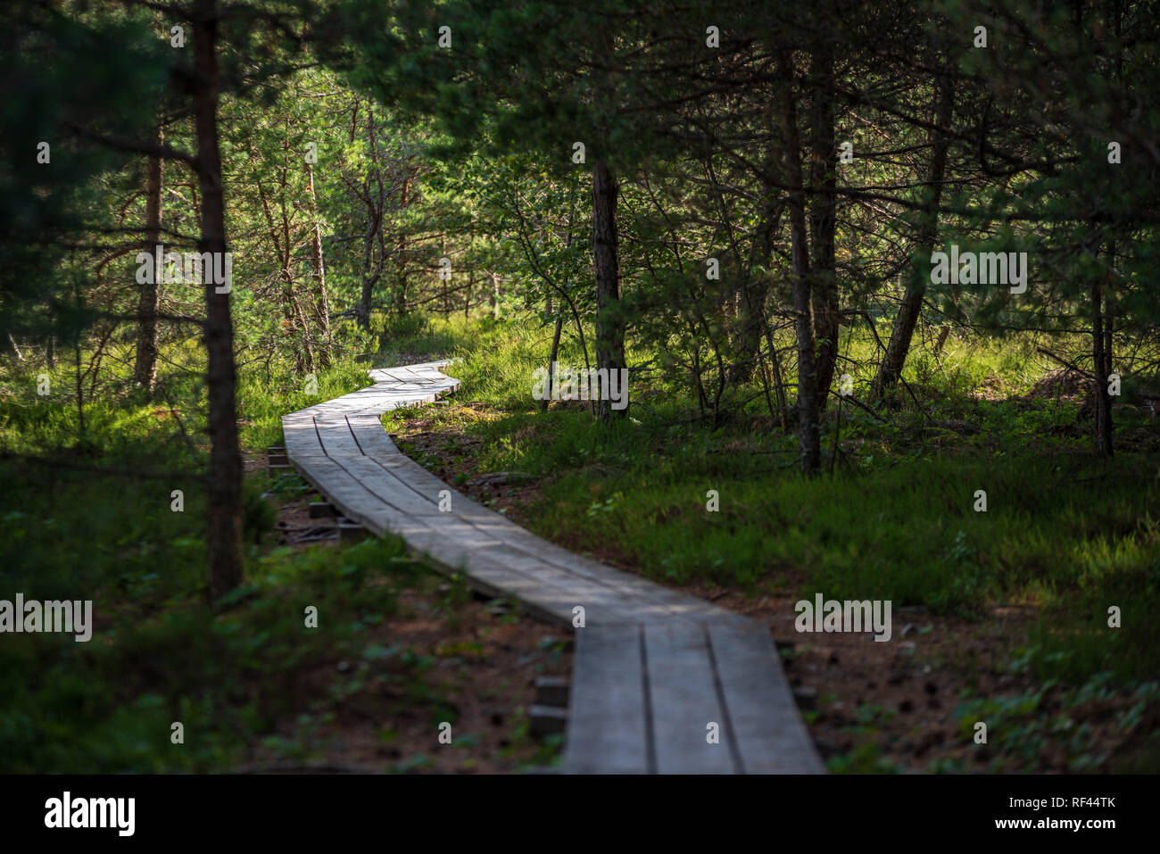 wavy wooden foothpath in swamp forest tourist trail in green sunny ...