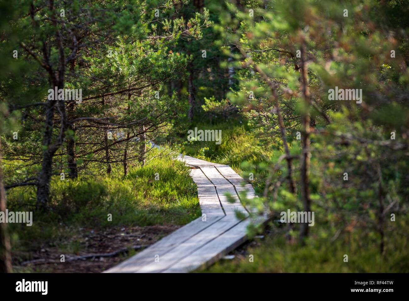 wavy wooden foothpath in swamp forest tourist trail in green sunny ...