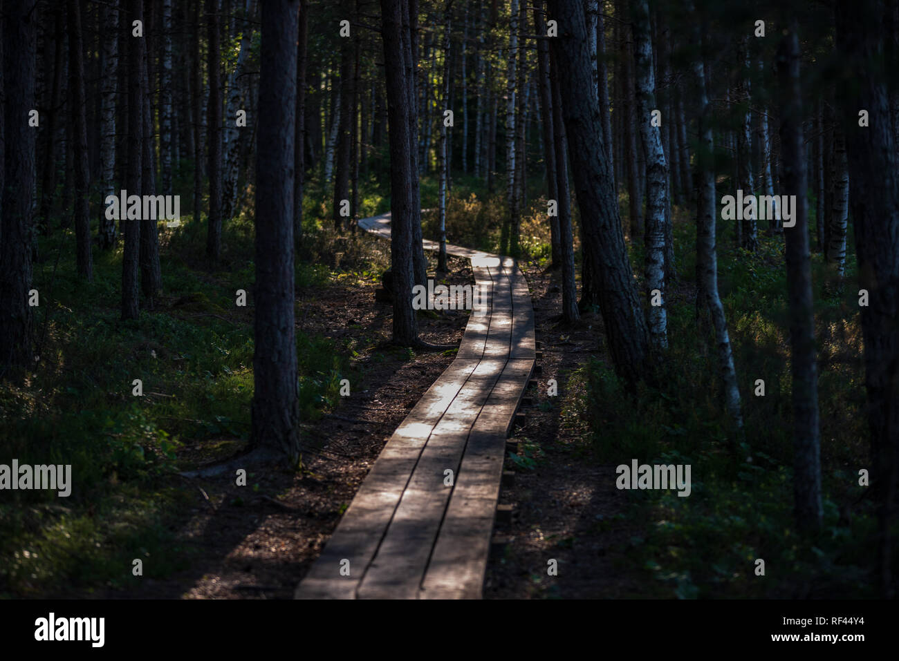 wavy wooden foothpath in swamp forest tourist trail in green sunny ...