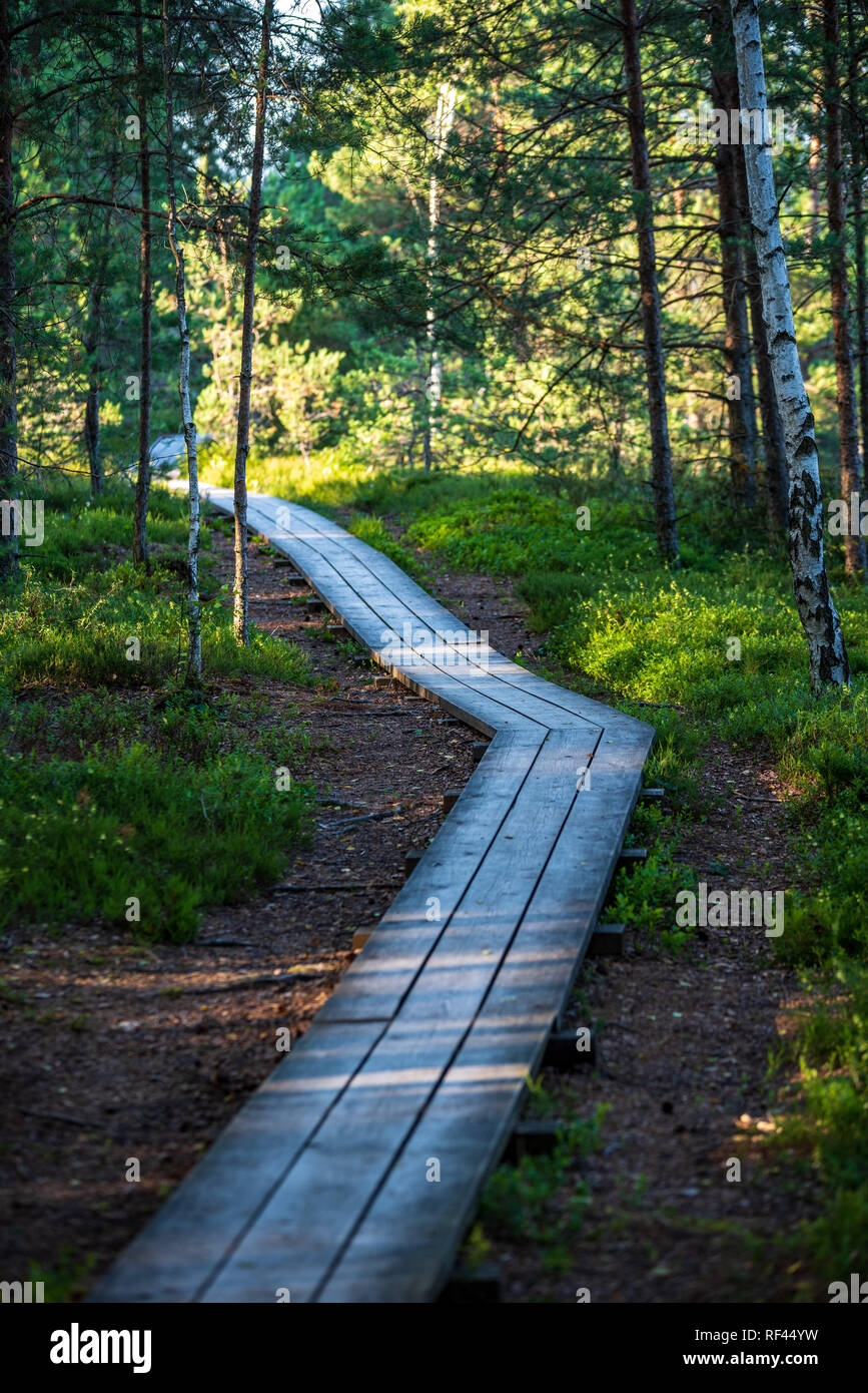 wavy wooden foothpath in swamp forest tourist trail in green sunny ...