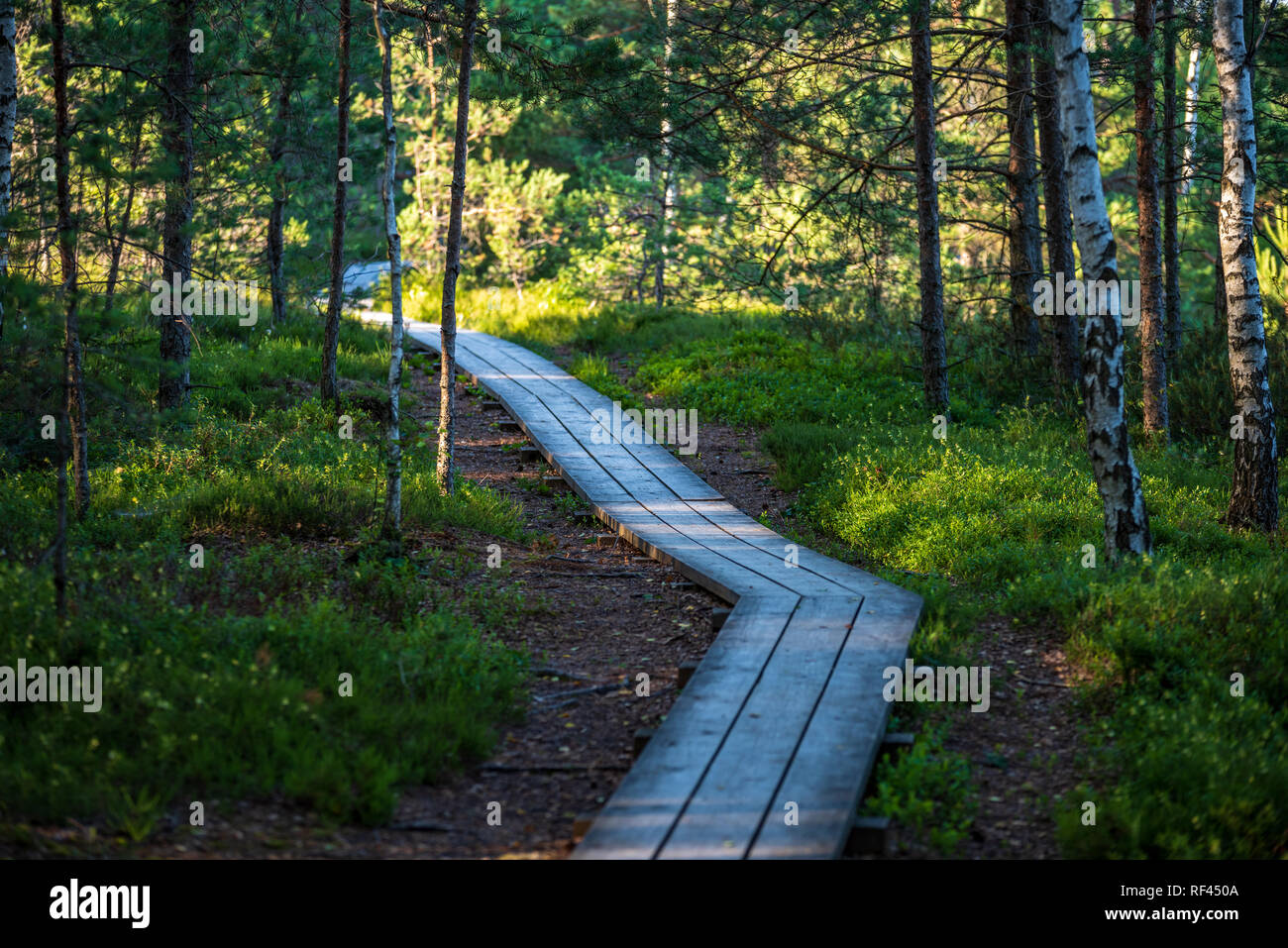 wavy wooden foothpath in swamp forest tourist trail in green sunny ...