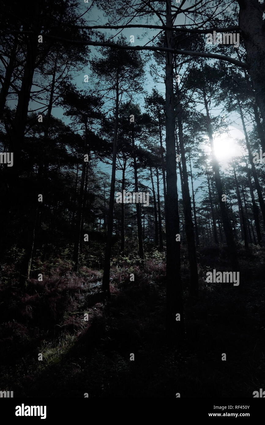 Sun rising over misty forest hi-res stock photography and images - Alamy