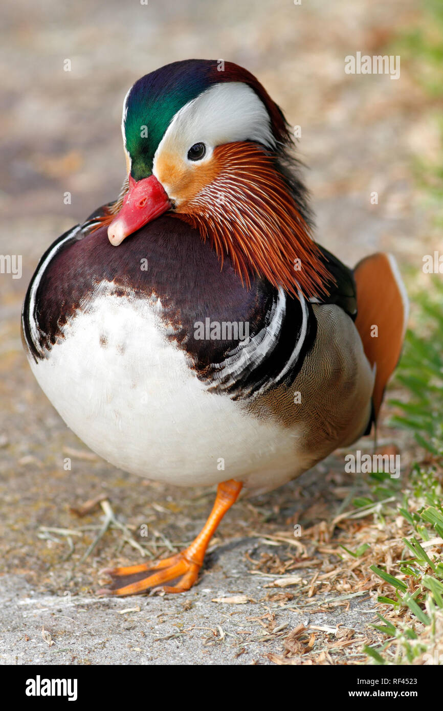 Detailed photo of a mandarin duck balancing on one leg Stock Photo - Alamy