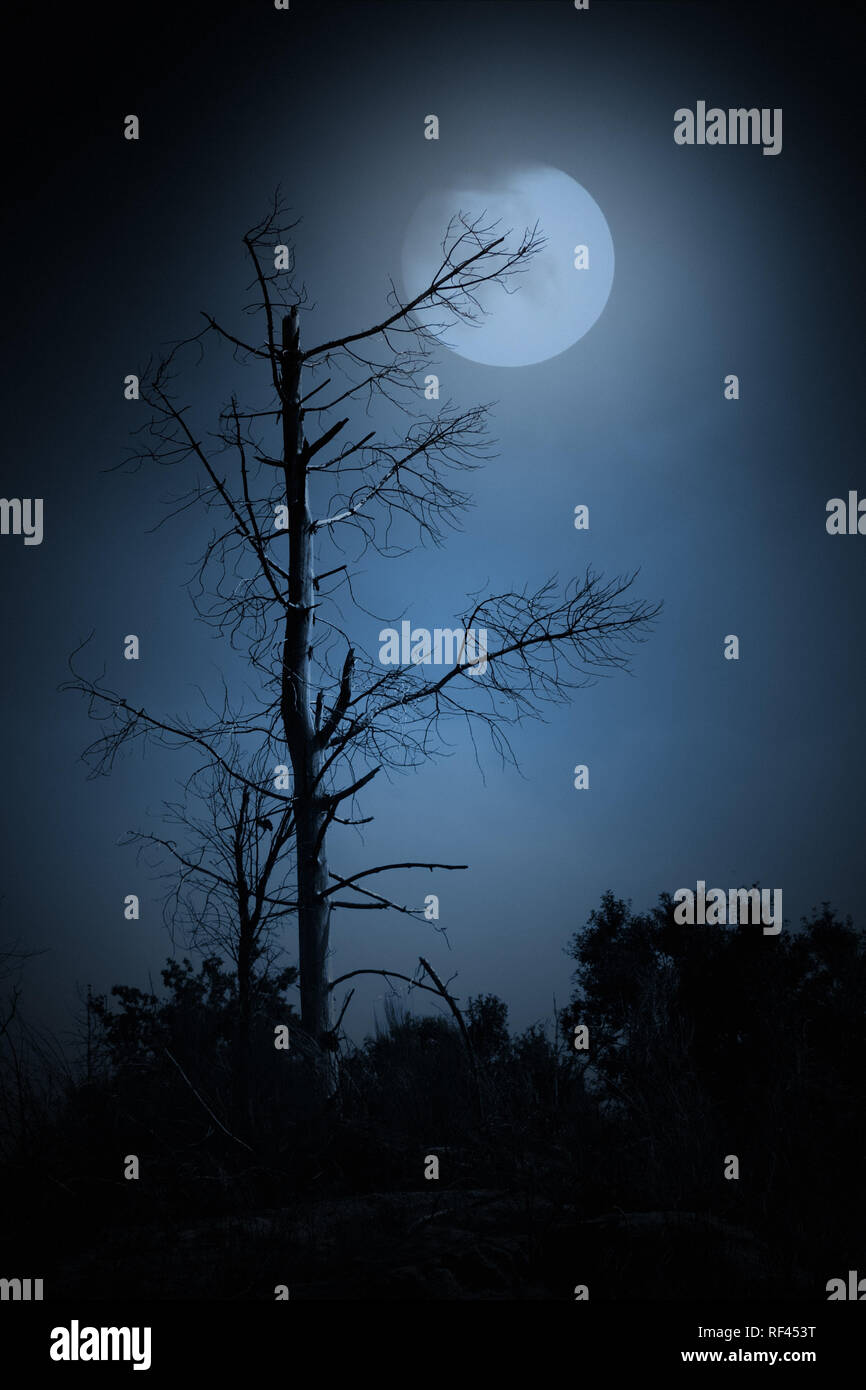 Dead tree and full moon hi-res stock photography and images - Alamy