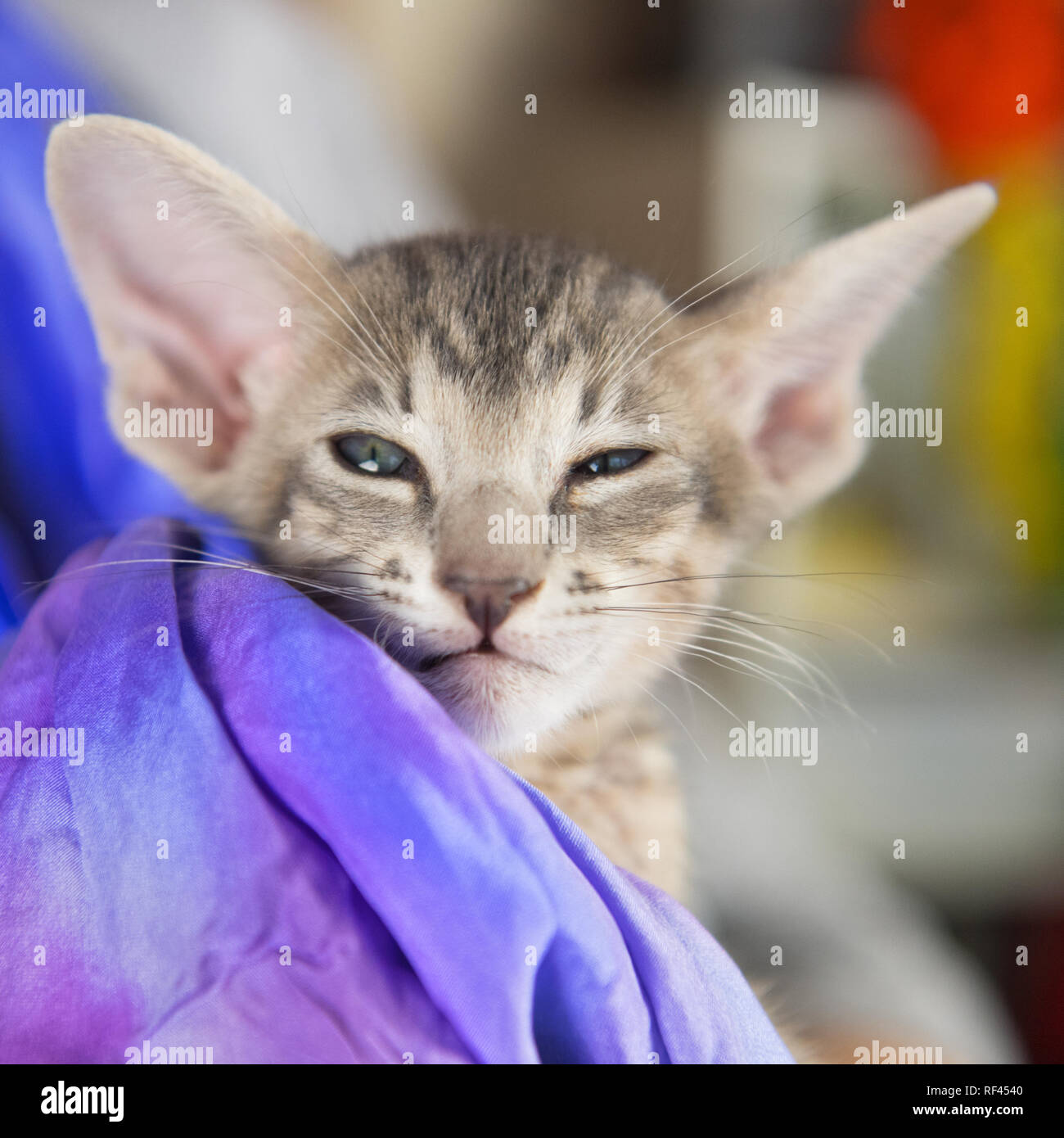 Oriental shorthair baby cat hi-res stock photography and images - Alamy