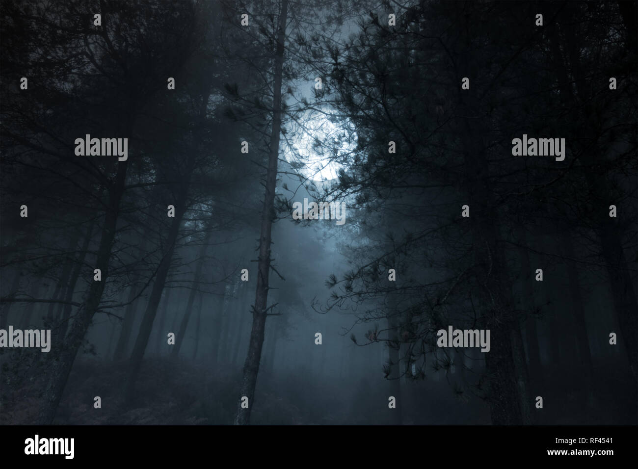 Forest mood with fog and full moon hi-res stock photography and images ...
