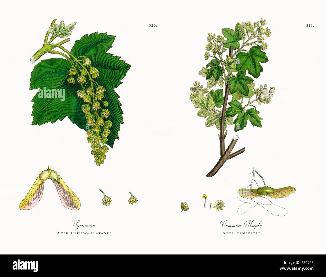 Antique Hand-Colored English Victorian Botanical Illustration, Circa ...