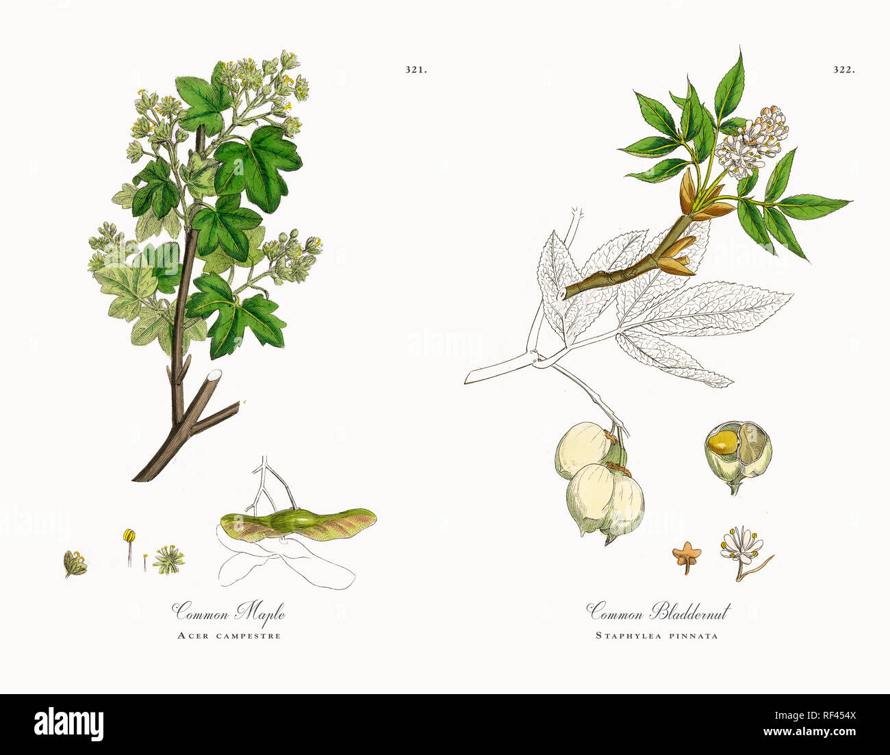 Antique Hand-Colored English Victorian Botanical Illustration, Circa ...