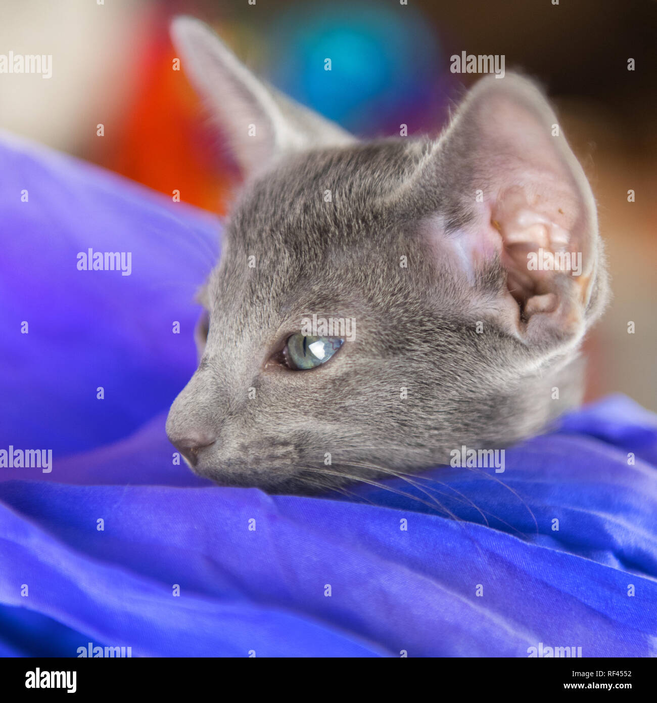 Oriental shorthair baby cat hi-res stock photography and images - Alamy