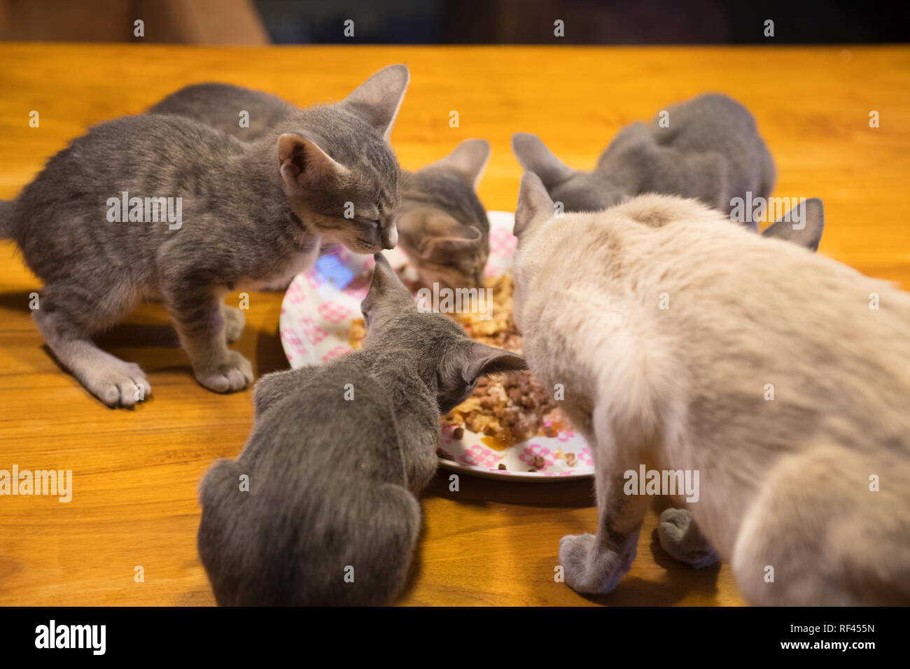 Four little oriental shorthair kittens eating from a plate Stock Photo ...