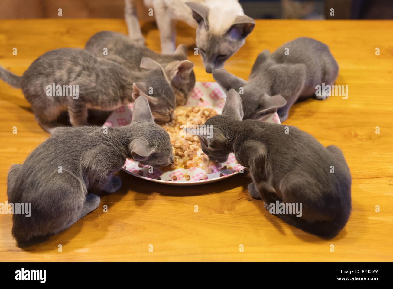 Four little oriental shorthair kittens eating from a plate Stock Photo ...