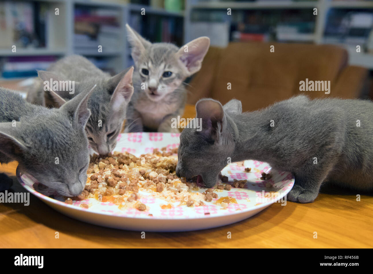 Four little oriental shorthair kittens eating from a plate Stock Photo ...
