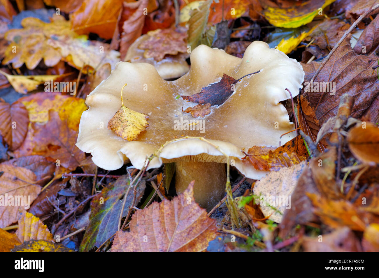 White clitocybe hi-res stock photography and images - Alamy