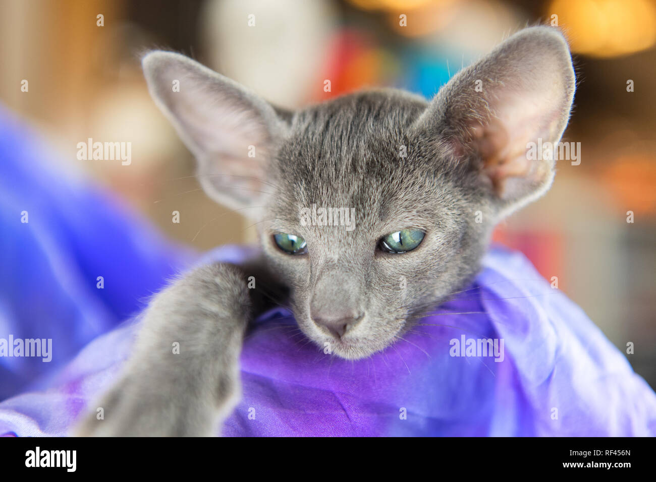 Oriental shorthair baby cat hi-res stock photography and images - Alamy