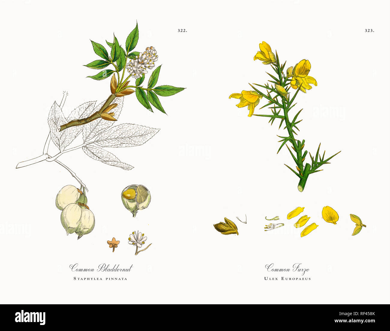 Antique Hand-Colored English Victorian Botanical Illustration, Circa ...