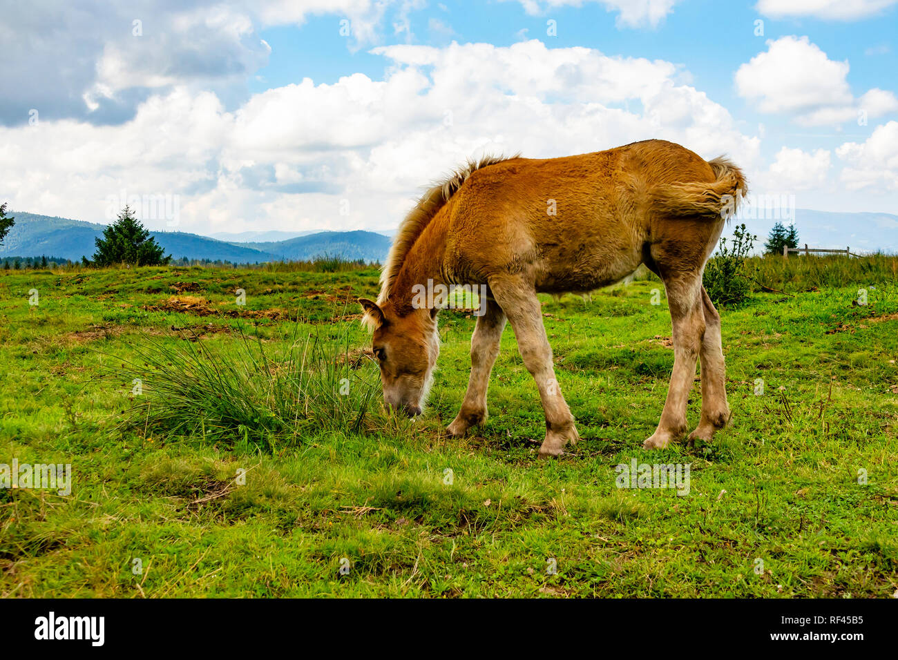 Colt stallion hi-res stock photography and images - Alamy