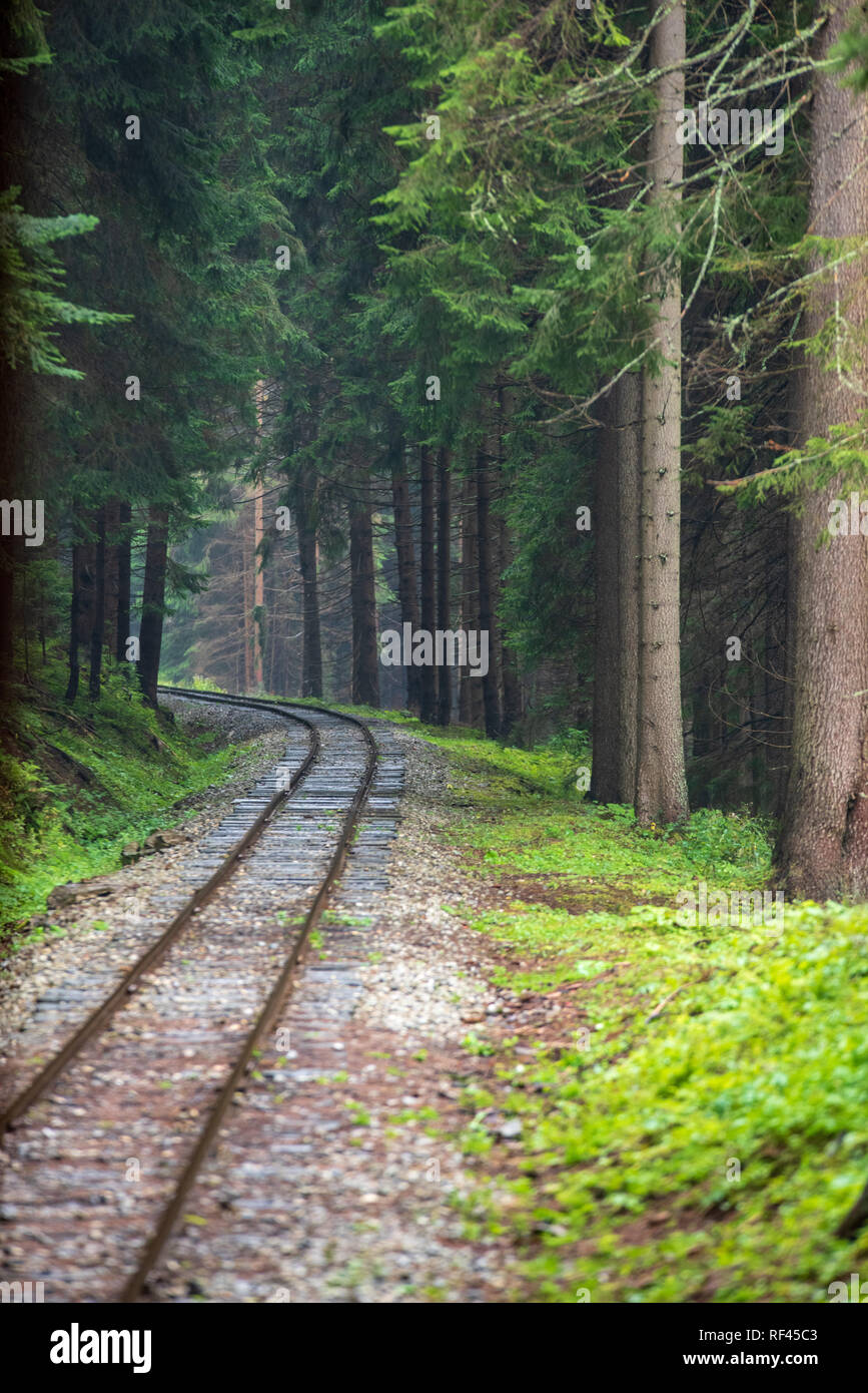 wavy log railway tracks in wet green forest with fresh meadows in ...