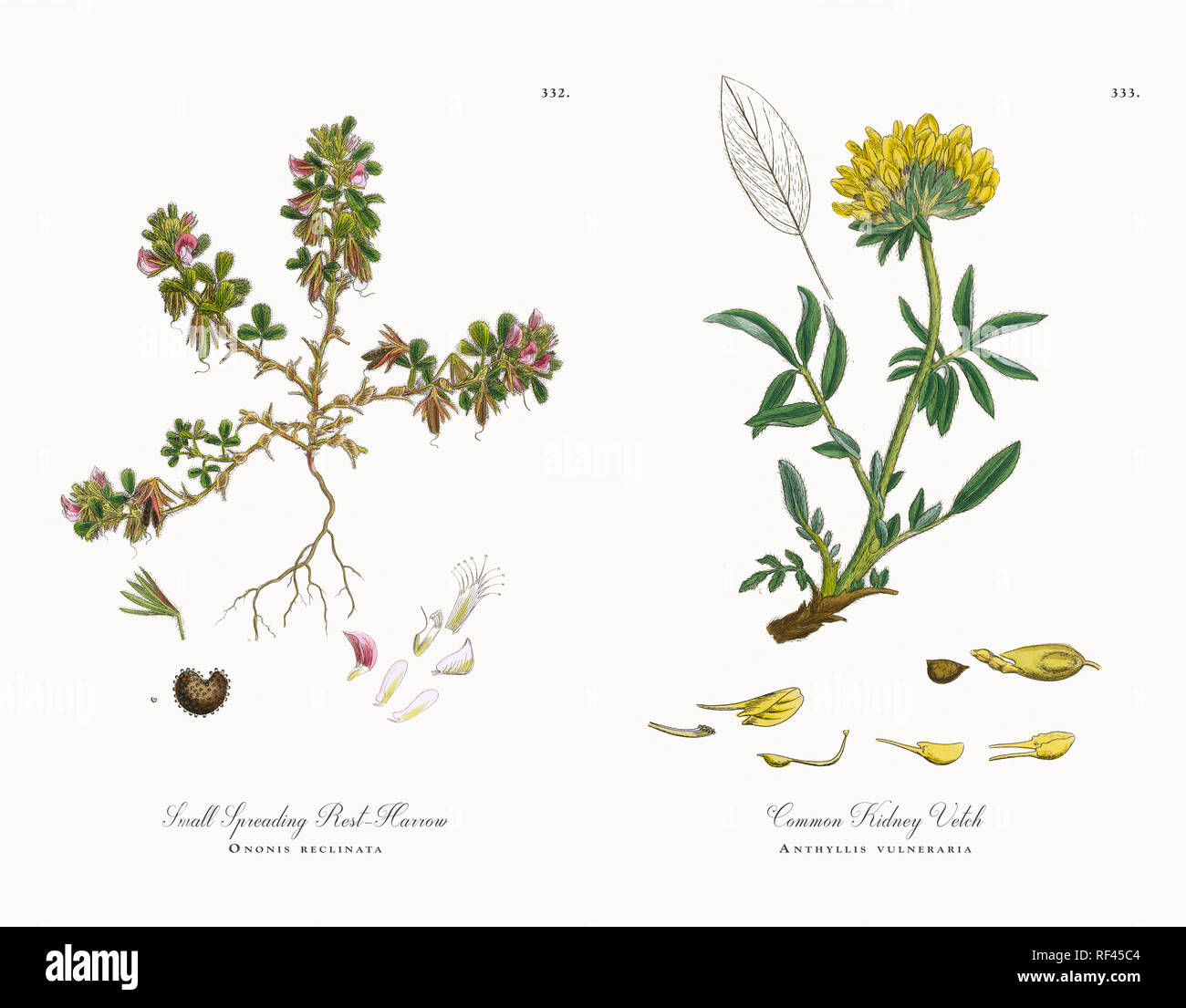 Antique Hand-Colored English Victorian Botanical Illustration, Circa ...