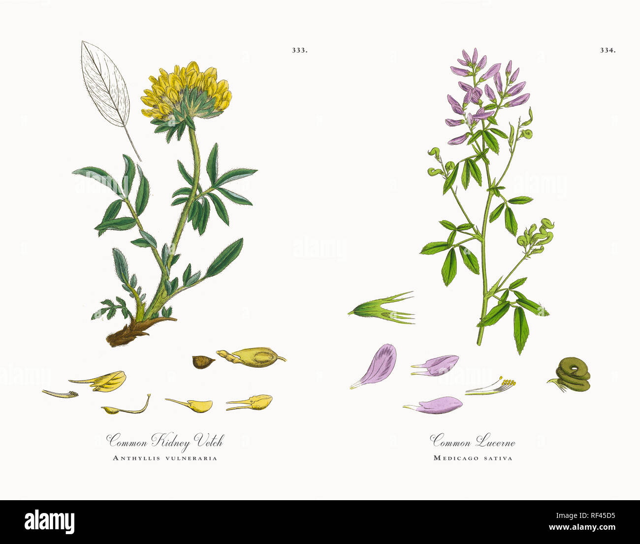 Antique Hand-Colored English Victorian Botanical Illustration, Circa ...