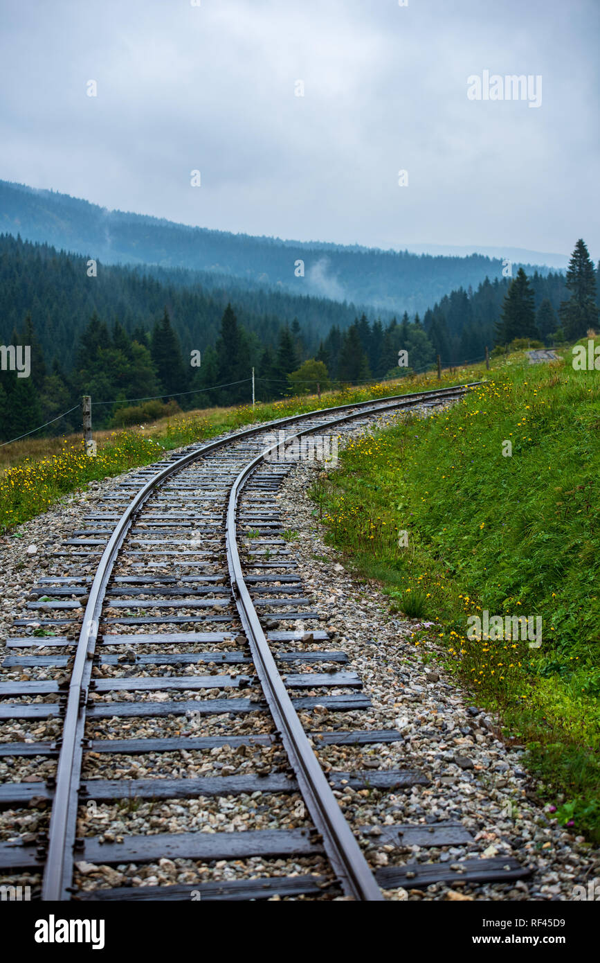 wavy log railway tracks in wet green forest with fresh meadows in ...