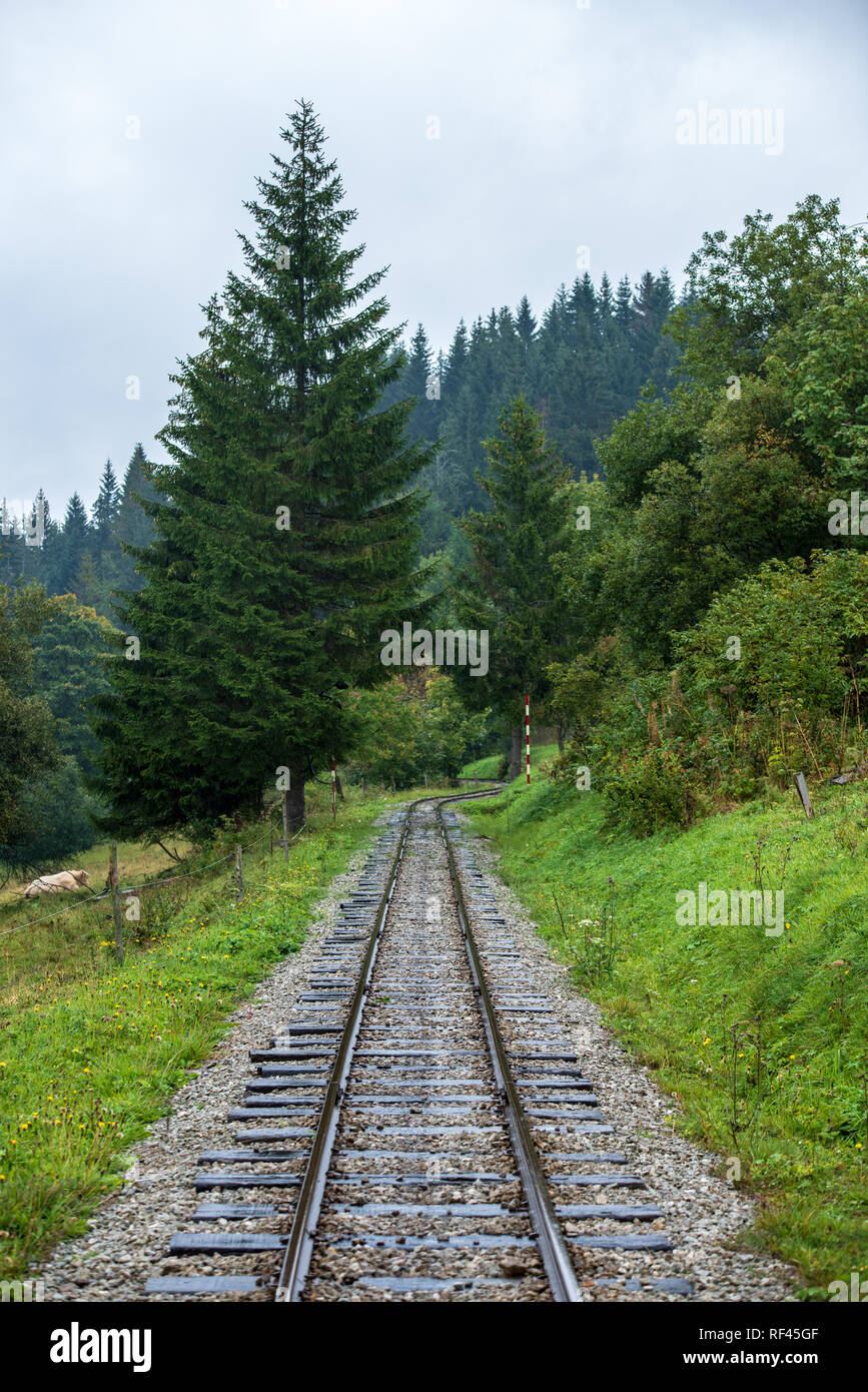 wavy log railway tracks in wet green forest with fresh meadows in ...
