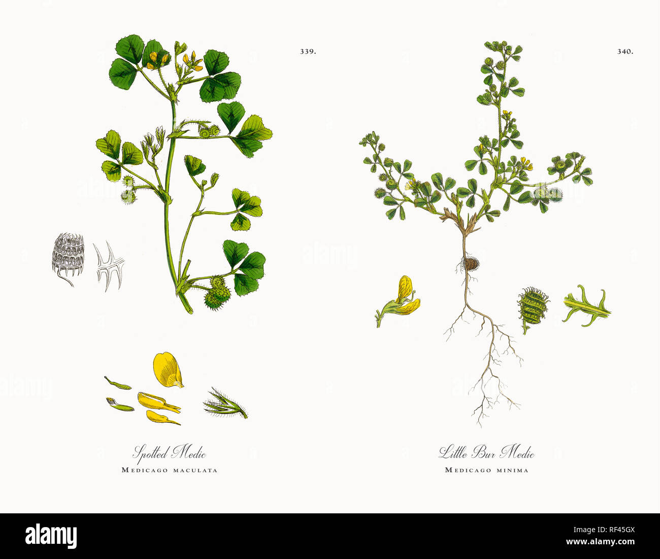 Antique Hand-Colored English Victorian Botanical Illustration, Circa ...