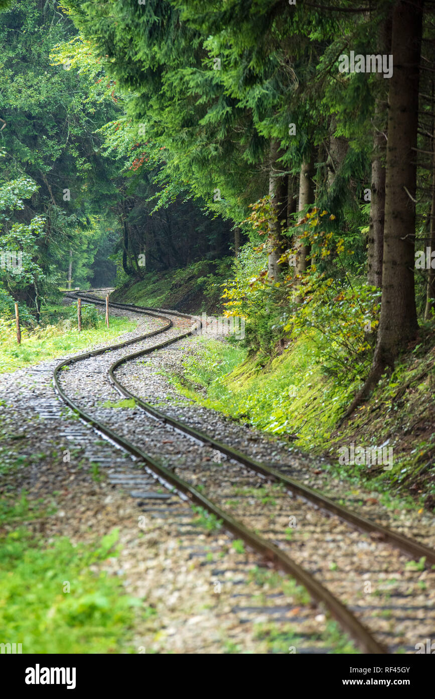 wavy log railway tracks in wet green forest with fresh meadows in ...