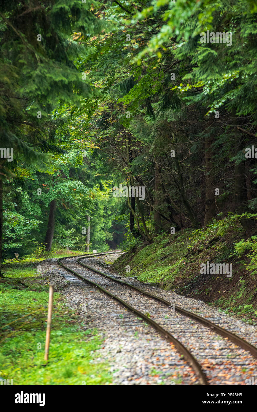 wavy log railway tracks in wet green forest with fresh meadows in ...