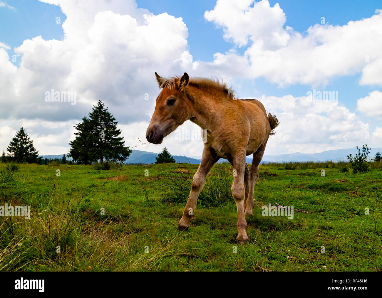 Colt stallion hi-res stock photography and images - Alamy