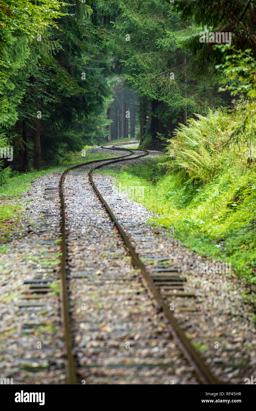 wavy log railway tracks in wet green forest with fresh meadows in ...