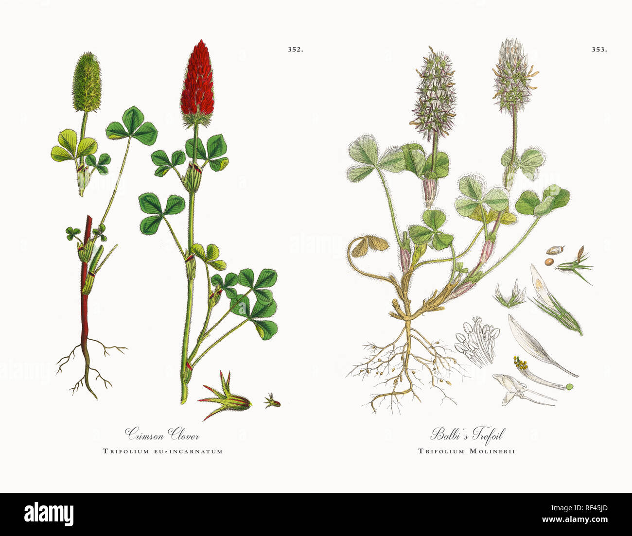 Antique Hand-Colored English Victorian Botanical Illustration, Circa ...