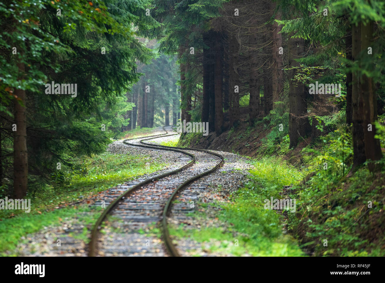 wavy log railway tracks in wet green forest with fresh meadows in ...