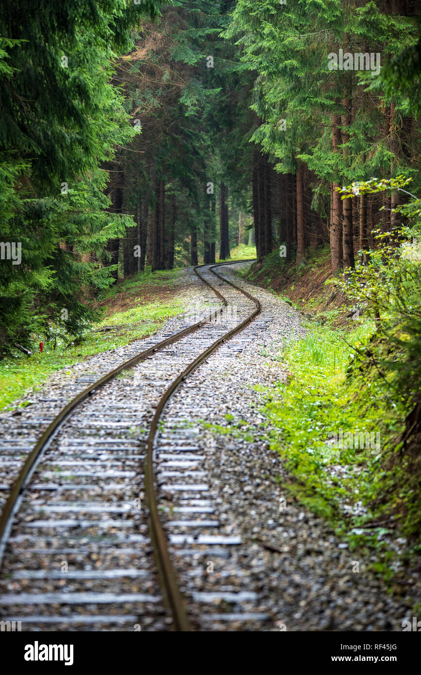 wavy log railway tracks in wet green forest with fresh meadows in ...