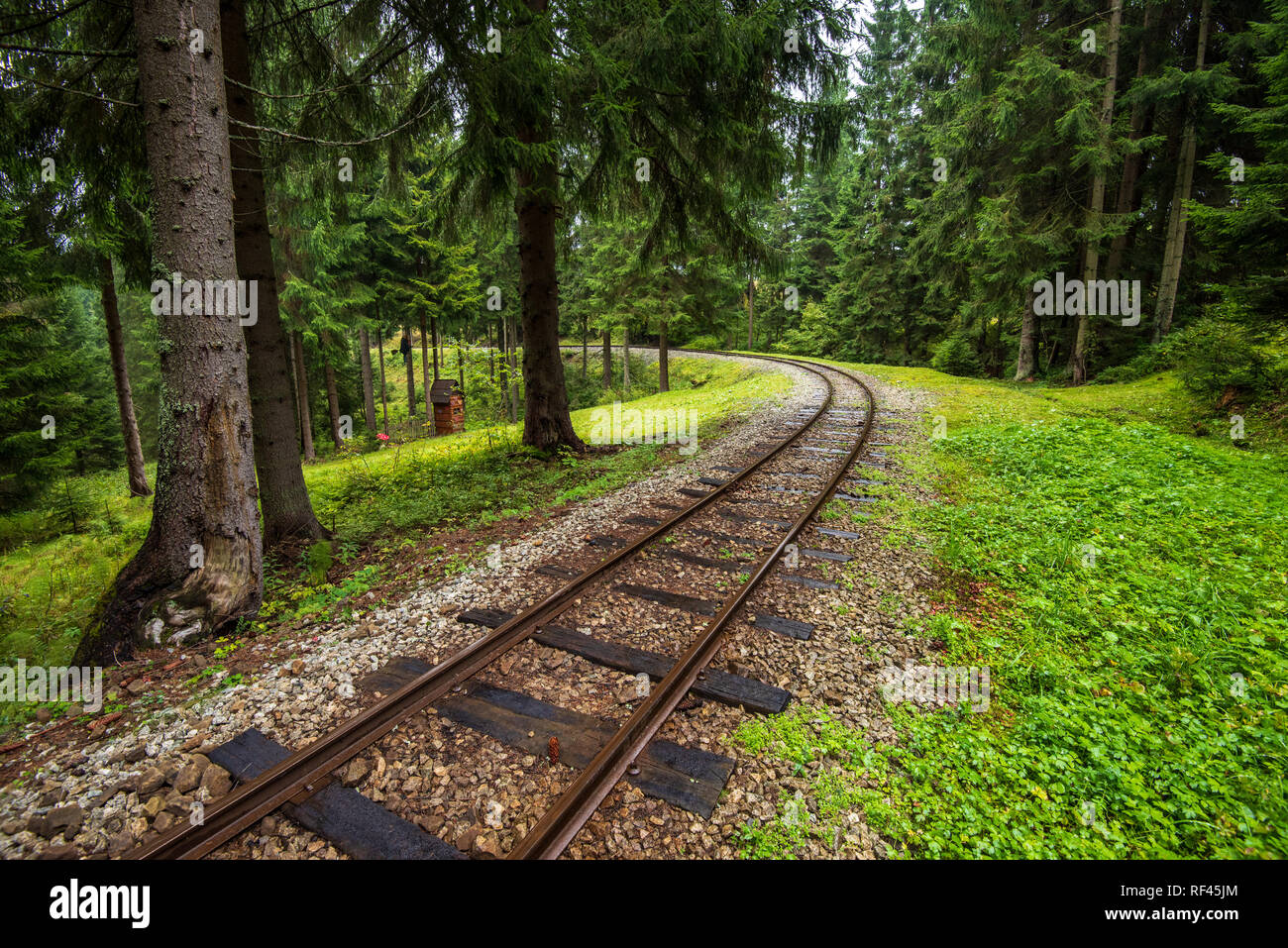 wavy log railway tracks in wet green forest with fresh meadows in ...