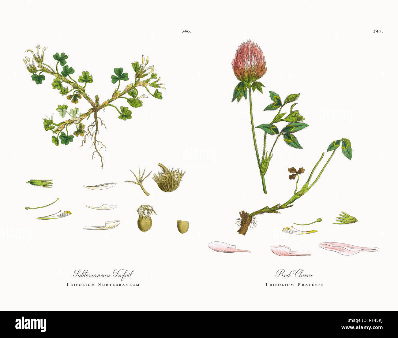 Antique Hand-Colored English Victorian Botanical Illustration, Circa ...