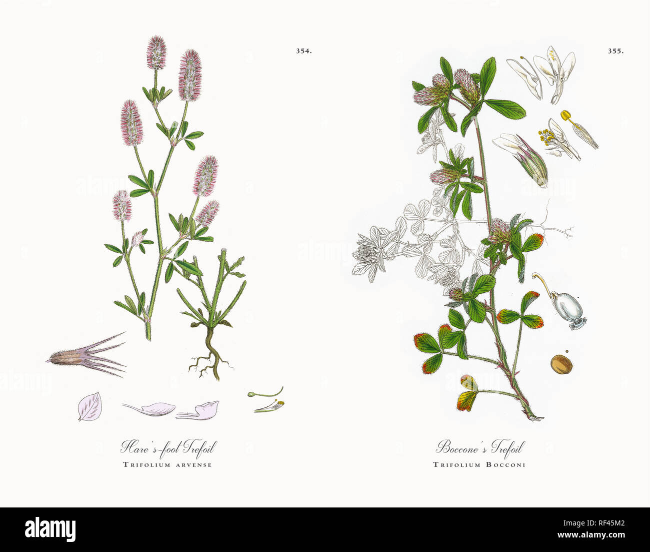 Antique Hand-Colored English Victorian Botanical Illustration, Circa ...