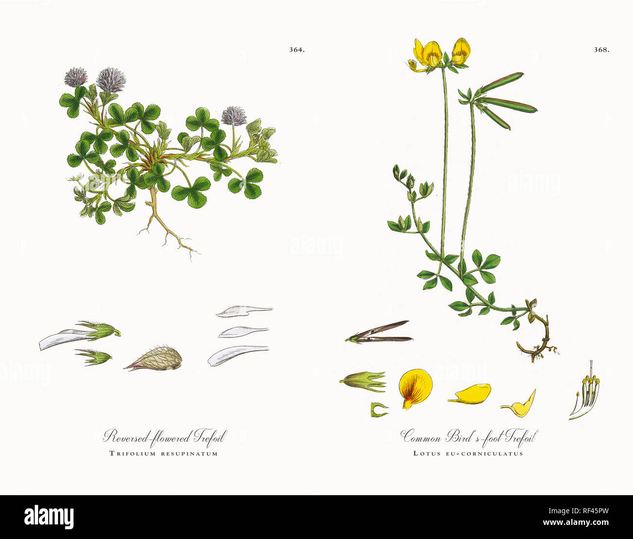 Antique Hand-Colored English Victorian Botanical Illustration, Circa ...