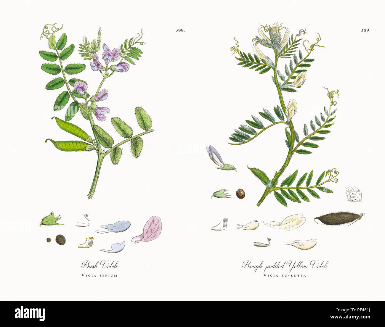 Antique Hand-Colored English Victorian Botanical Illustration, Circa ...