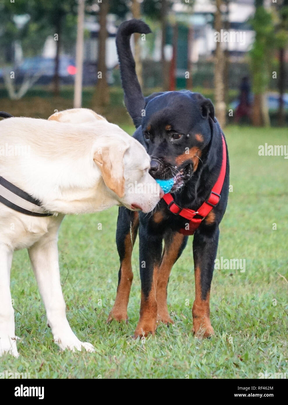 Socializing dogs hi-res stock photography and images - Alamy