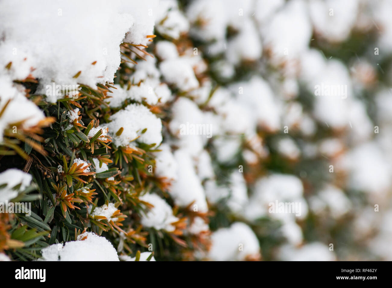 Bushes of evergreen shrubs covered with snow during the winter Stock ...